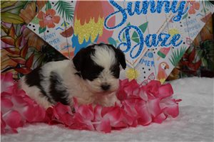 Shih-Poo - Shihpoo for Sale | Puppies | Pawrade.com