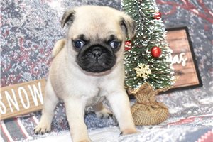 Pug for Sale | Puppies | Pawrade.com