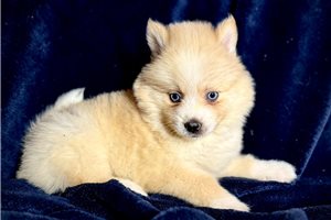 Pomsky Puppies for Sale | Pomskies Near Me | Pawrade.com