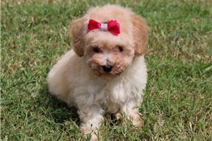 Bich-Poo - Bichpoo for Sale | Puppies | Pawrade.com