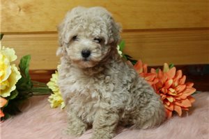 Bich-Poo - Bichpoo Puppies for Sale | Pawrade.com