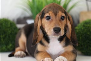 Puppies & Dogs for Sale | Pawrade.com