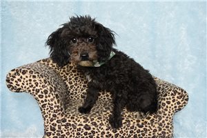 Toy Poodles for Sale | Puppies | Pawrade.com
