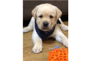Puppies & Dogs for Sale | Pawrade.com