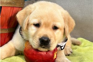 Labrador Retriever for Sale | Puppies | Pawrade.com