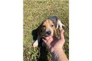 Beagle Puppies for Sale | Pawrade.com