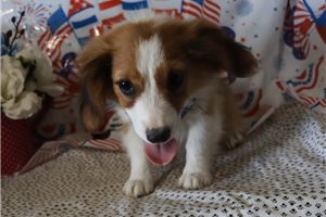 Auggie for Sale | Puppies | Pawrade.com