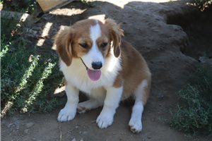 Auggie for Sale | Puppies | Pawrade.com