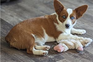 Auggie for Sale | Puppies | Pawrade.com