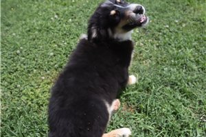 Australian Shepherd Puppies for Sale | Pawrade.com