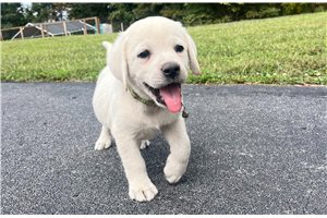 The Best Emotional Support (ESA) Dogs for 2024 | Pawrade.com