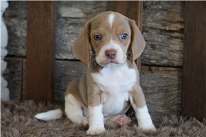 Beagle Puppies for Sale | Pawrade.com