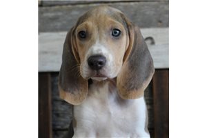 Beagle Puppies for Sale | Pawrade.com