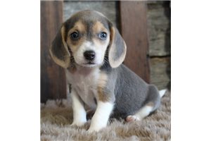 Puppies & Dogs for Sale | Pawrade.com