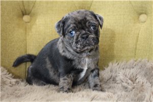 Pug for Sale | Puppies | Pawrade.com