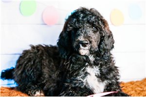 Standard Poodle Puppies for Sale | Pawrade.com