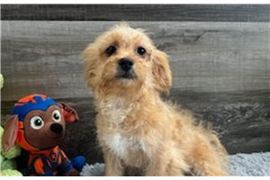 Peekapoo for Sale | Puppies | Pawrade.com