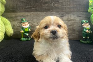 Peekapoo for Sale | Puppies | Pawrade.com