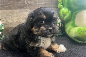Peekapoo for Sale | Puppies | Pawrade.com
