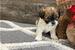 Peekapoo for Sale | Puppies | Pawrade.com
