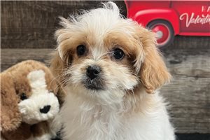 Peekapoo for Sale | Puppies | Pawrade.com