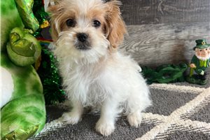 Peekapoo for Sale | Puppies | Pawrade.com