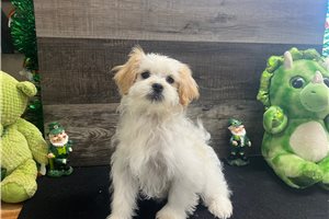 Peekapoo for Sale | Puppies | Pawrade.com