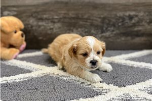 Peekapoo for Sale | Puppies | Pawrade.com