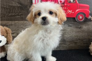 Peekapoo for Sale | Puppies | Pawrade.com