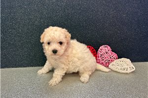 Cisko - Havapoo Puppy 51DA43 | Pawrade