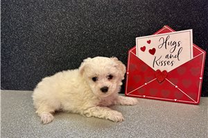 Catia - Havapoo Puppy 600315 | Pawrade