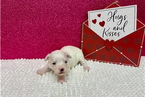 Hyde - Havapoo Puppy 2135AD | Pawrade