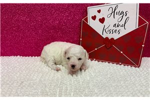 Hera - Havapoo Puppy 12A7B4 | Pawrade