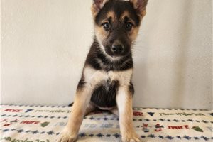 Find Cute Gerberian Shepsky Puppies for Sale in Raleigh / Durham / CH
