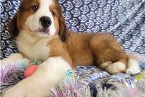 Great Bernese for Sale | Puppies | Pawrade.com
