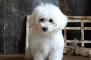 Maltese for Sale | Puppies | Pawrade.com