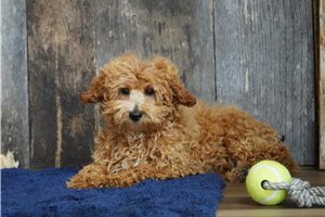 Poo-Ton for Sale | Puppies | Pawrade.com