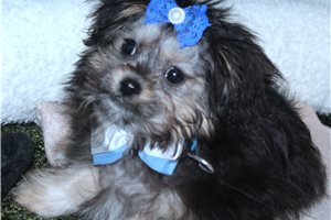 Peekapoo for Sale | Puppies | Pawrade.com