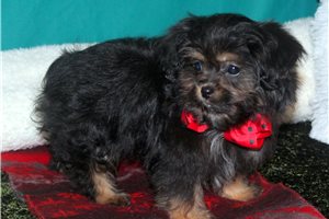 Peekapoo for Sale | Puppies | Pawrade.com