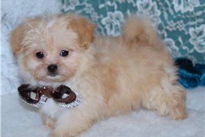 Peekapoo for Sale | Puppies | Pawrade.com