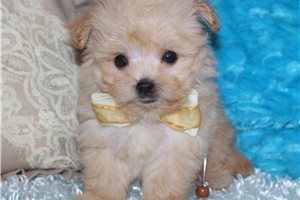 Peekapoo for Sale | Puppies | Pawrade.com