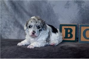 Small Dogs for Sale | Toy Puppy Breeds | Pawrade.com