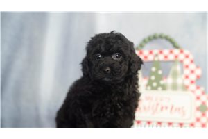 Small Dogs for Sale | Toy Puppy Breeds | Pawrade.com