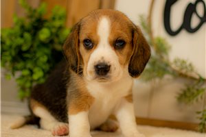 Beagle Puppies for Sale | Pawrade.com