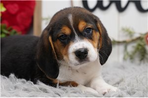 Beagle Puppies for Sale | Pawrade.com