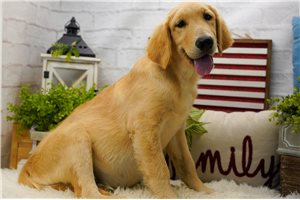 Golden Retriever Puppies for Sale | Pawrade.com