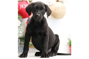 Labrador Retriever for Sale | Puppies | Pawrade.com