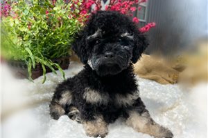 Toy Poodles for Sale | Puppies | Pawrade.com
