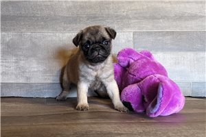 Small Dogs for Sale | Toy Puppy Breeds | Pawrade.com