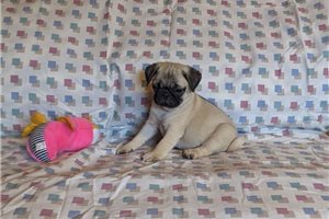 Pug for Sale | Puppies | Pawrade.com